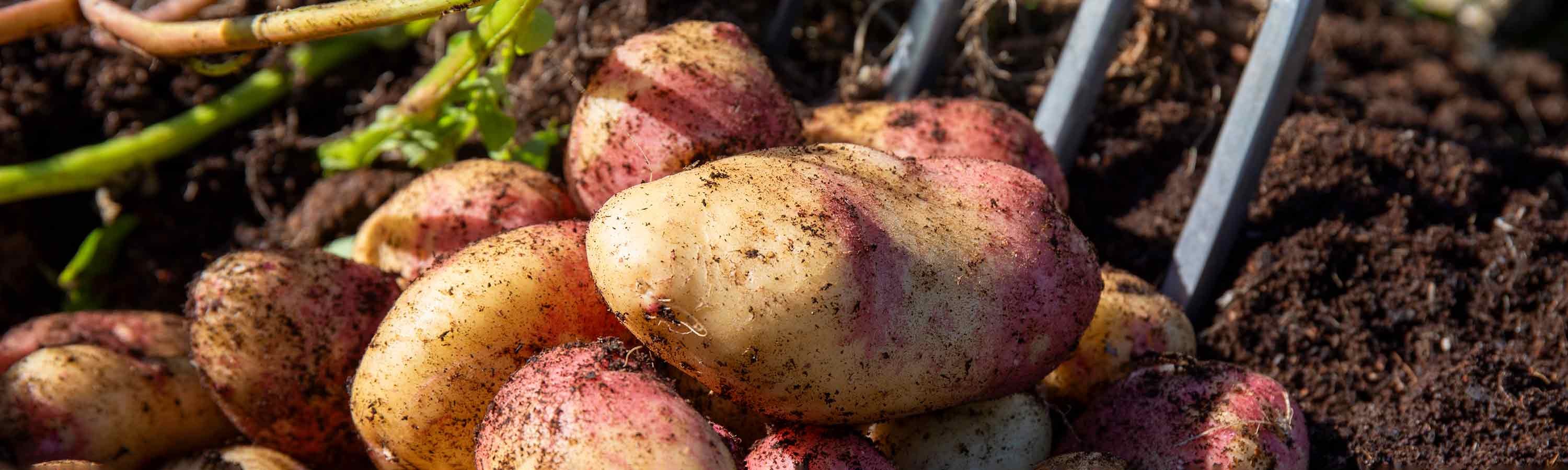 1kg Potato Offer – Marshalls Garden