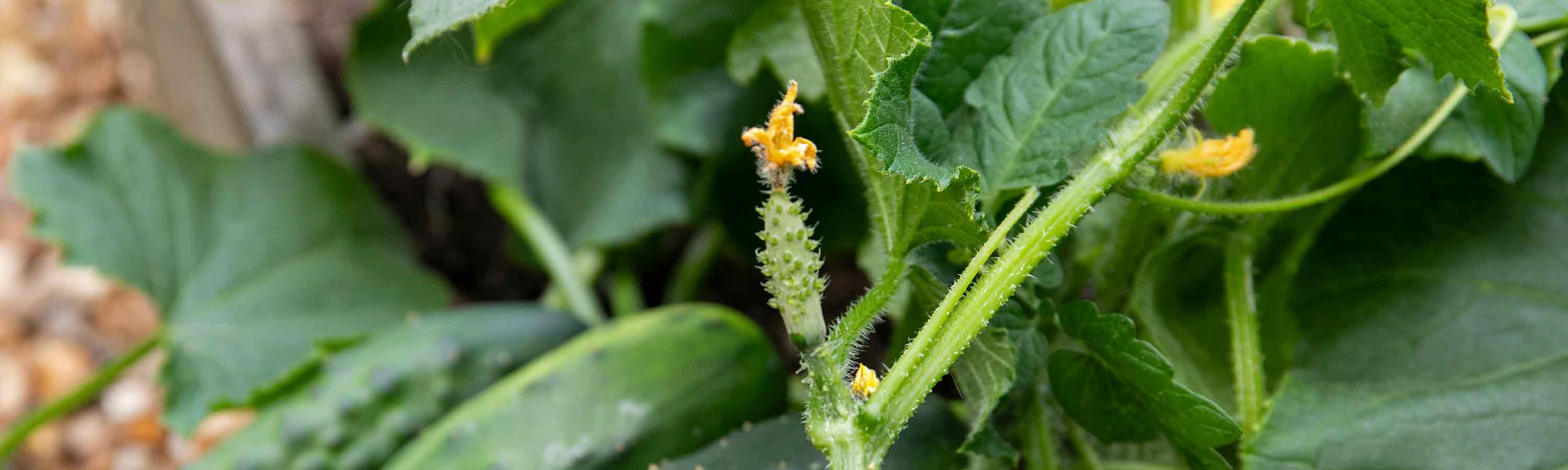 Gherkin Plants | Buy Gherkin Plants Online | Gherkin Plants for Sale ...