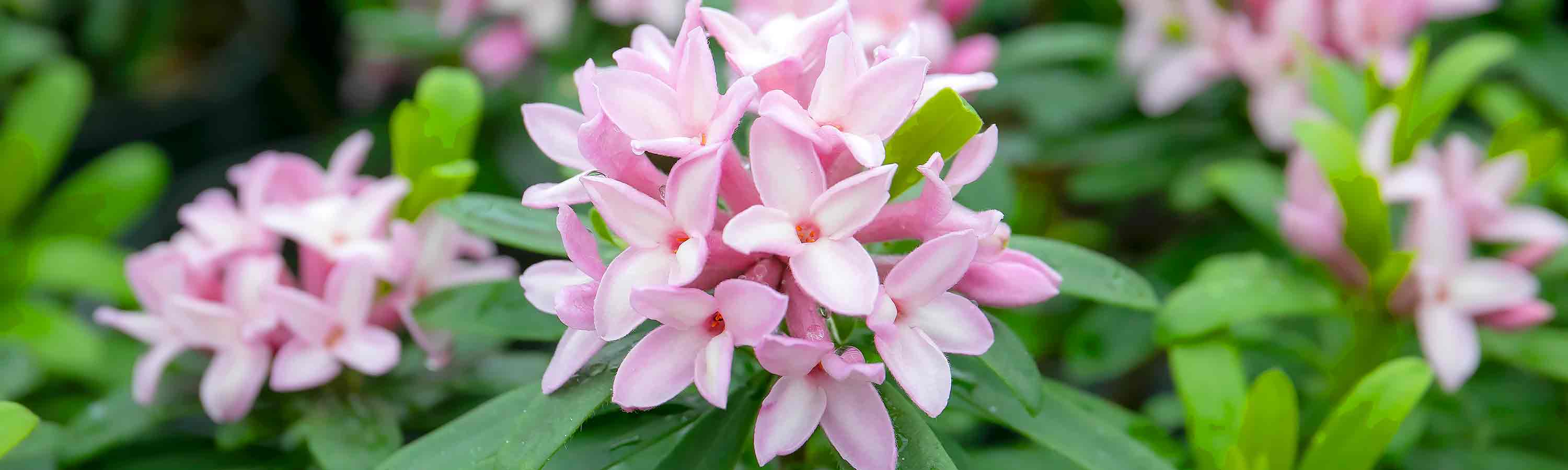 March Despatch Shrubs – Marshalls Garden