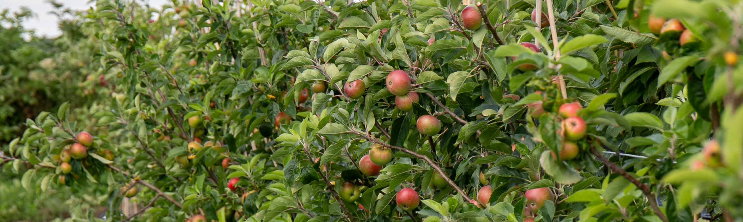 Buy Fruit Trees Online | Fruit Trees for Sale | Marshalls Garden