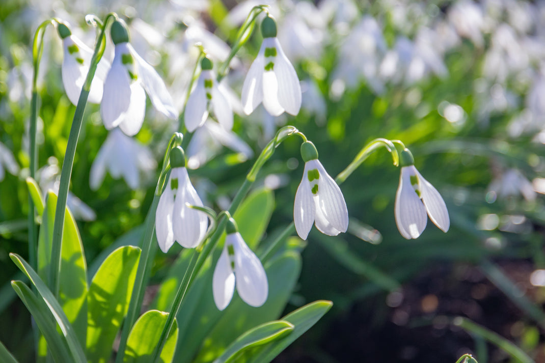 Snowdrop Bulbs | Buy Snowdrop Bulbs Online | Snowdrop Bulbs For Sale ...