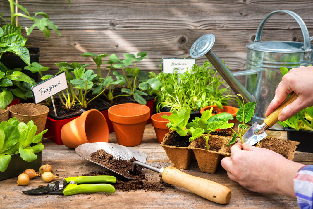 Growing Accessories | Buy Growing Accessories Online | Growing ...
