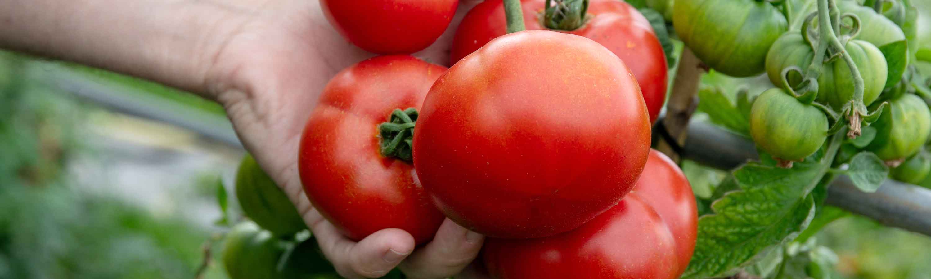 April Tomatoes Despatch | Buy April Tomatoes Despatch Online | April ...