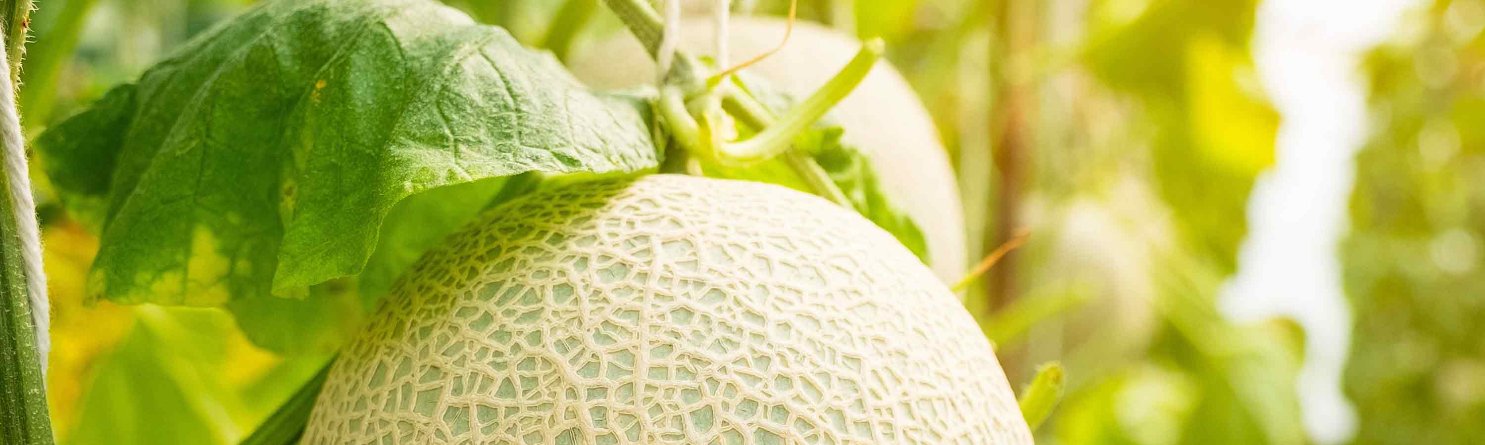 Fruit Seeds | Fruit Seeds UK | Marshalls Garden
