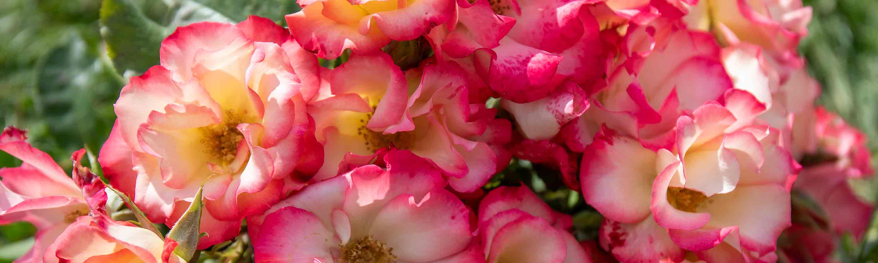 Celebration Roses | Buy Celebration Roses Online | Celebration Roses ...