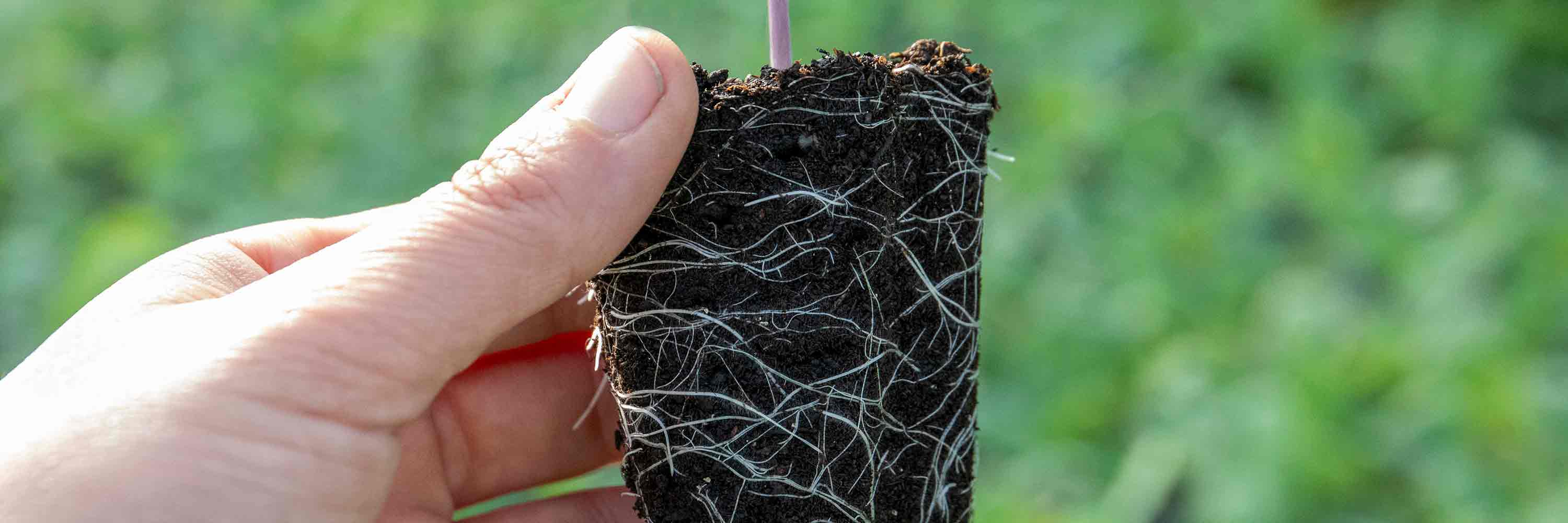 Jumbo Plug Plants | Marshalls Garden – Page 3
