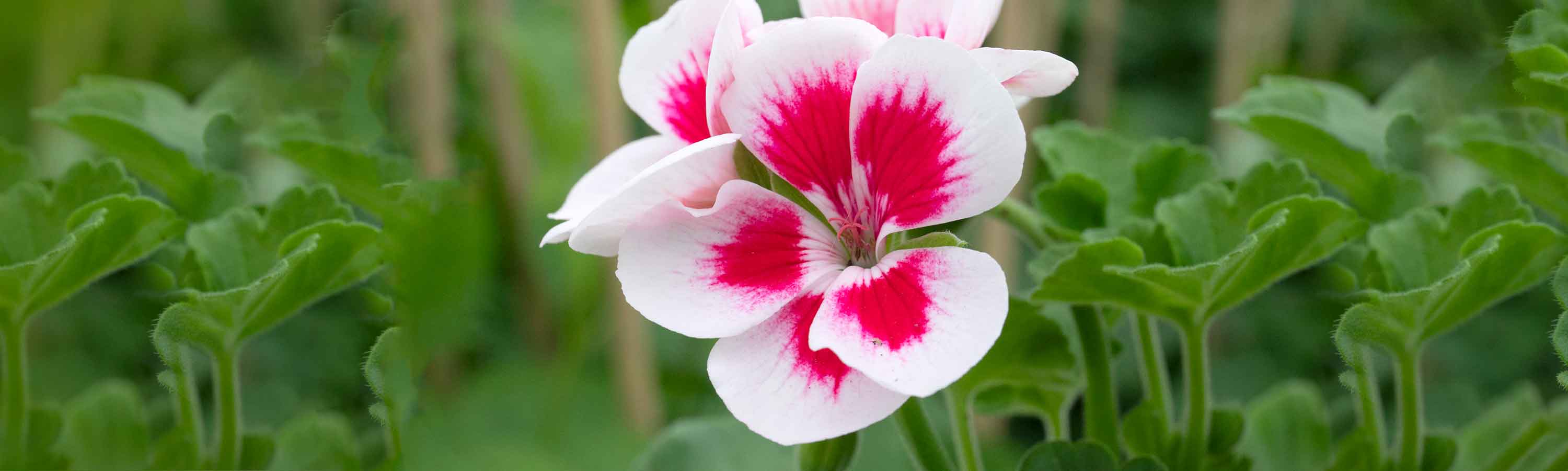 Buy Geranium Plants Online | Geranium Plants for Sale | Marshalls Garden