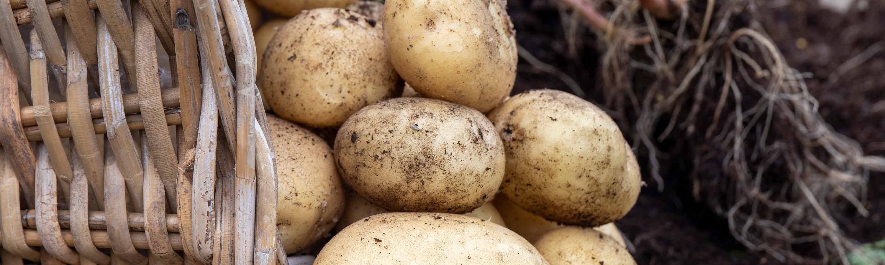 2kg Potato Offer – Marshalls Garden