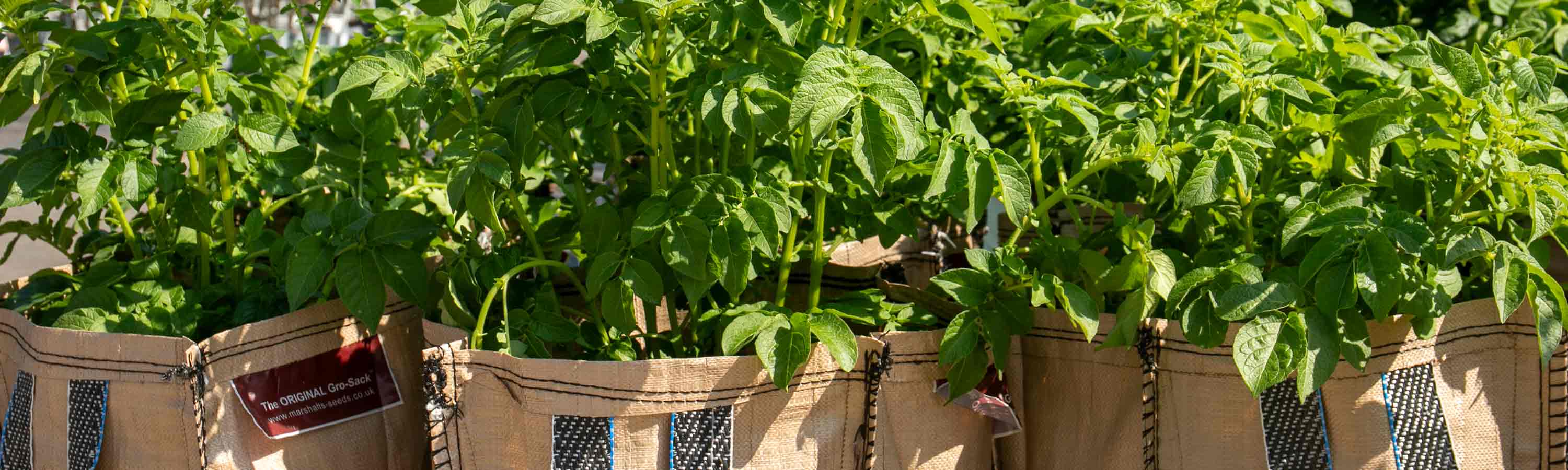 Potato Grow Kits – Marshalls Garden