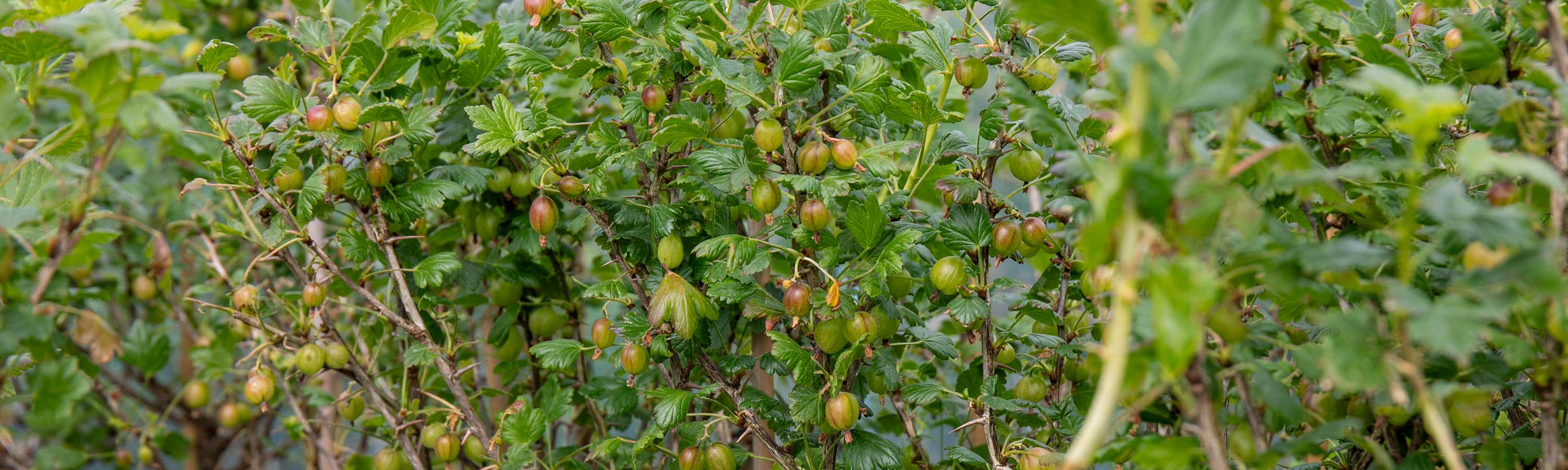 Gooseberry Offer – Marshalls Garden