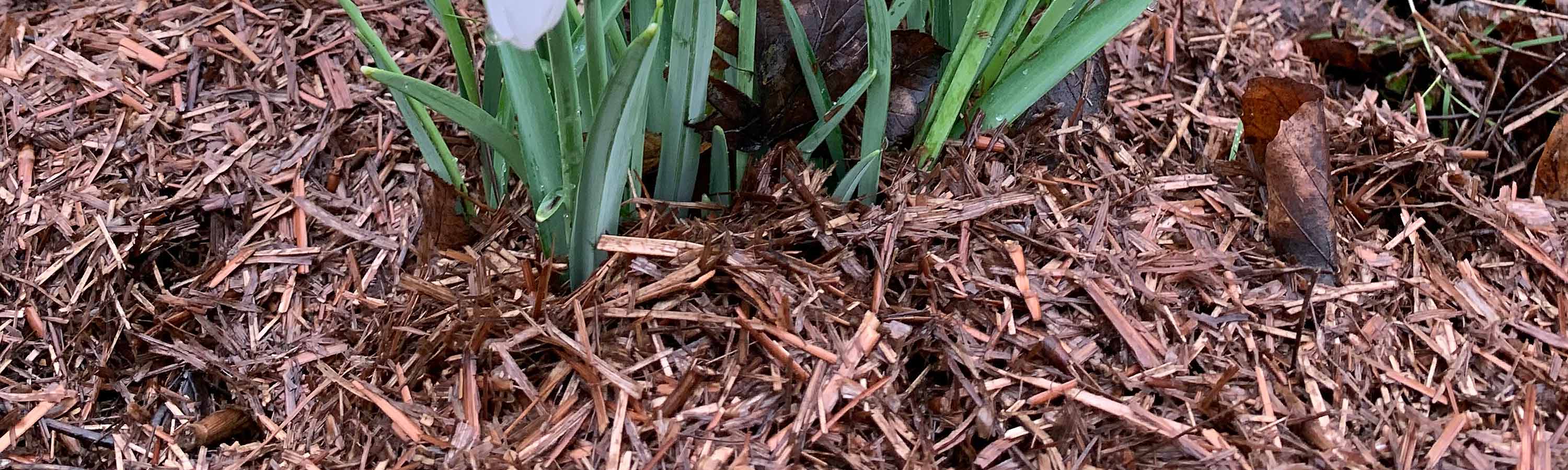 Strulch – Marshalls Garden