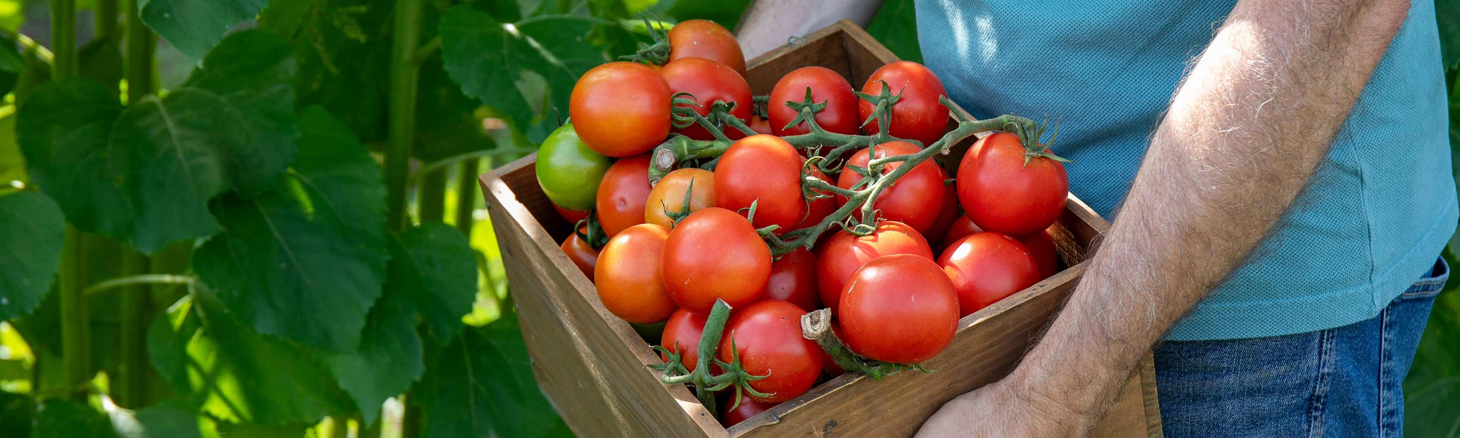 Tomato Plant Collections | Buy Tomato Plant Collections Online | Tomato ...