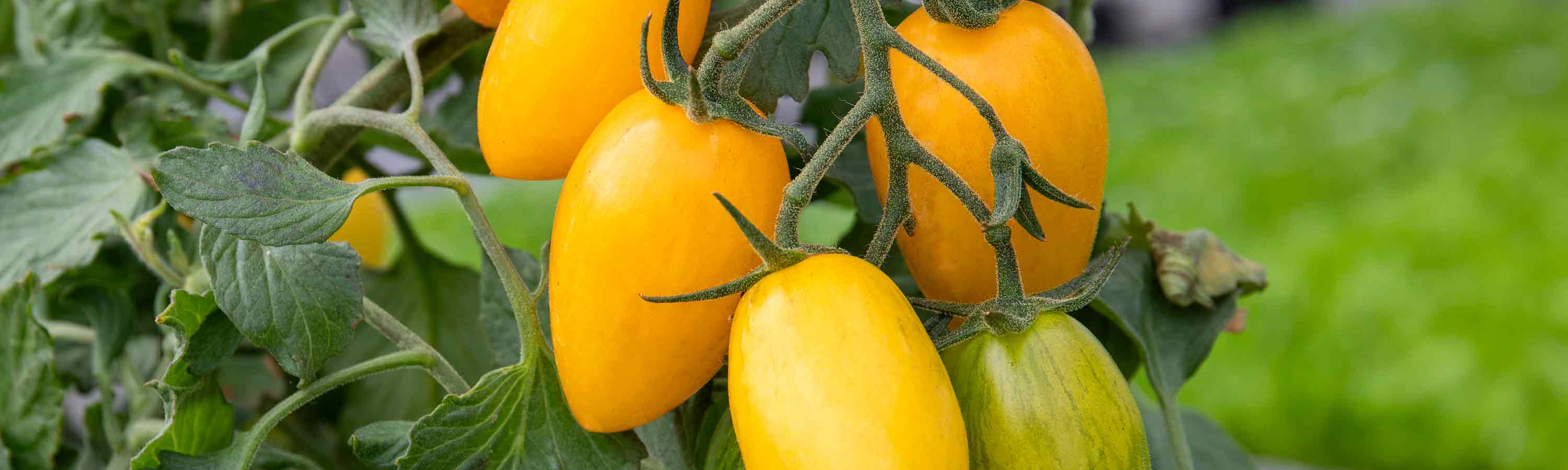 Plum Tomatoes | Buy Plum Tomatoes | Plum Tomatoes For Sale | Marshalls ...