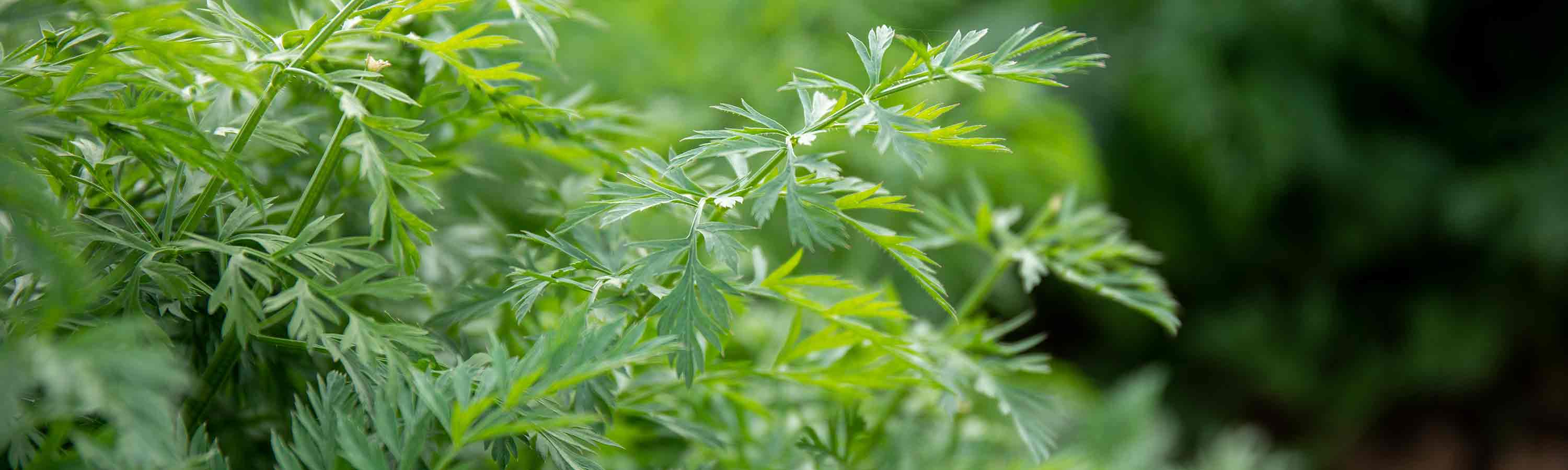 Carrot Seeds | Buy Carrot Seeds Online | Carrot Seeds For Sale ...