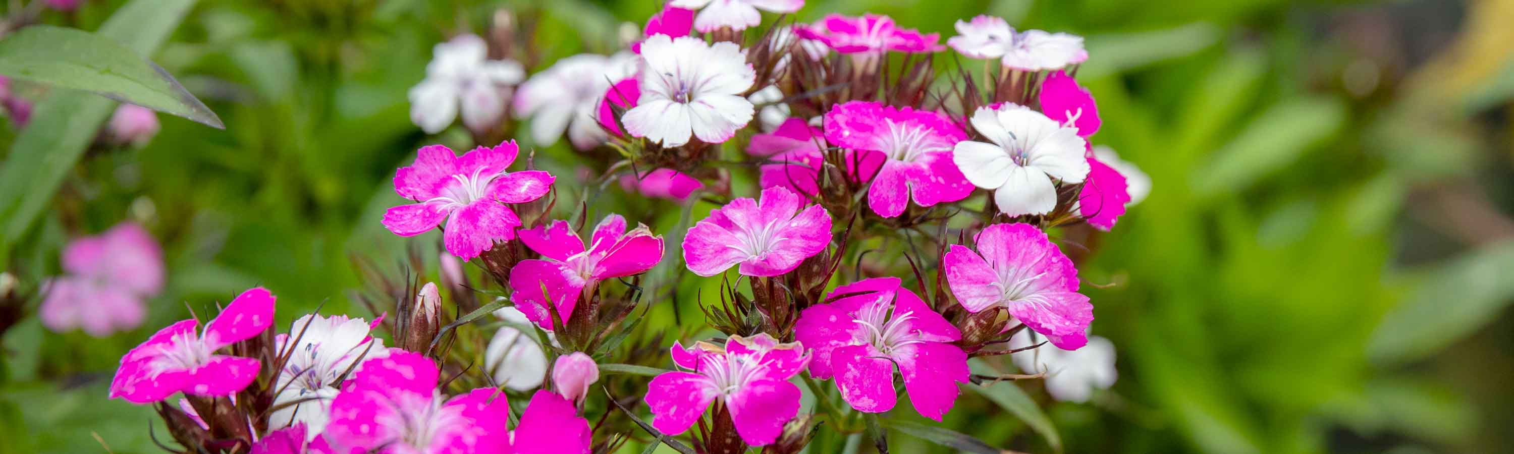 Dianthus Plants | Buy Dianthus Plants Online | Dianthus Plants for Sale ...