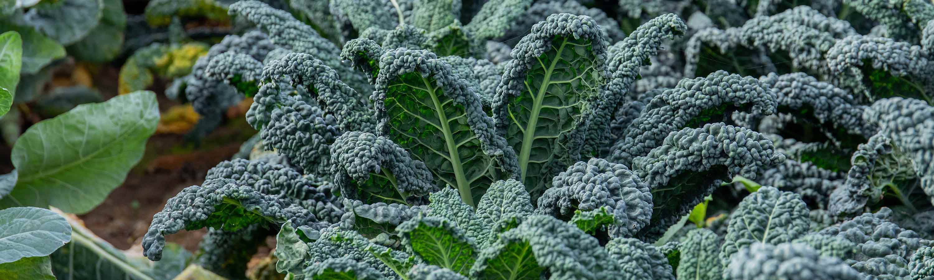 Kale Seeds | Kale Seeds for Sale | Buy Kale Seeds Online | Marshalls Garden