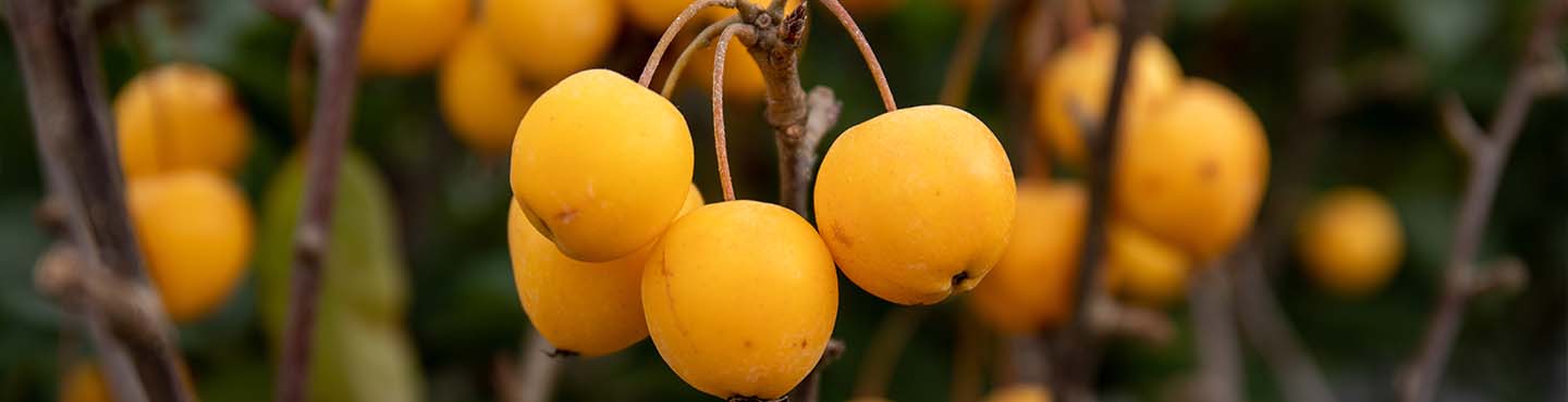 2 for £50 Fruit Trees – Marshalls Garden