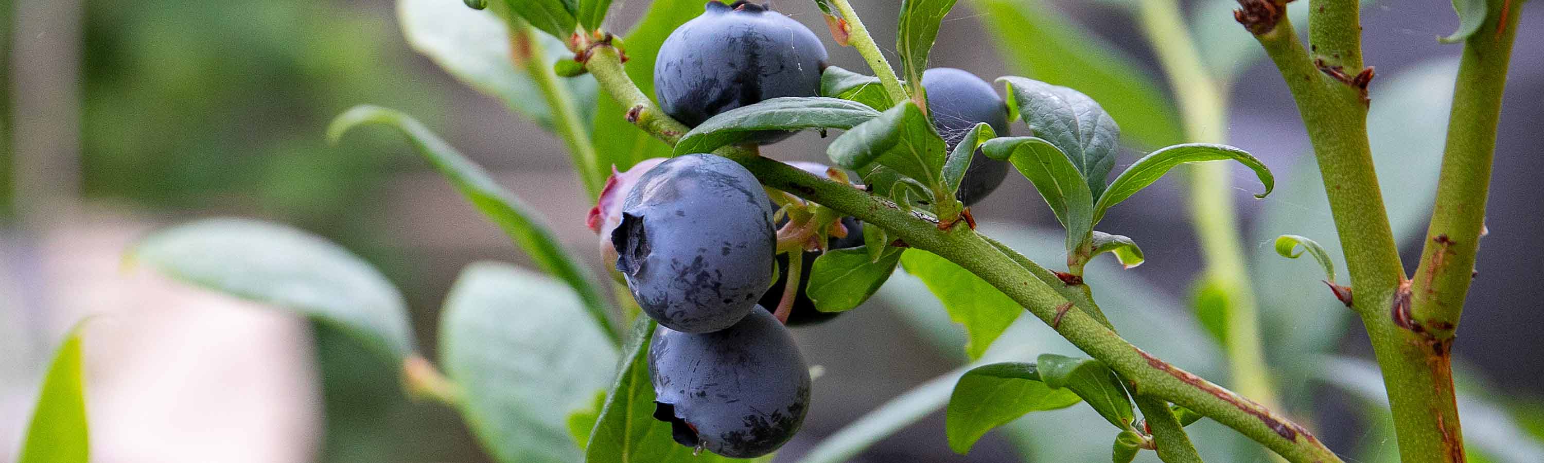 Fruit Bushes | Buy Fruit Bushes Online | Fruit Bushes for Sale ...