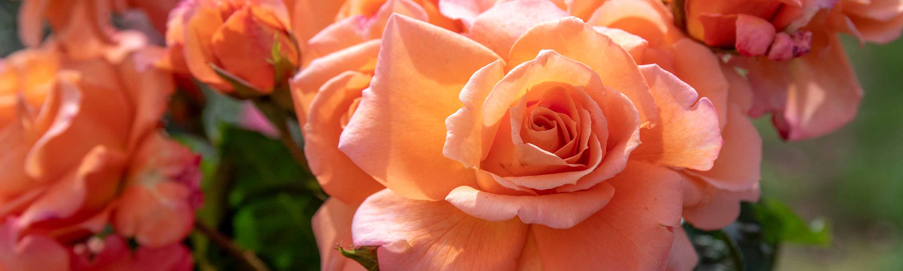 Climbing Roses | Buy Climbing Roses Online | Climbing Roses for Sale ...