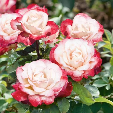 Standard Roses | Buy Standard Roses Online | Standard Roses For Sale ...
