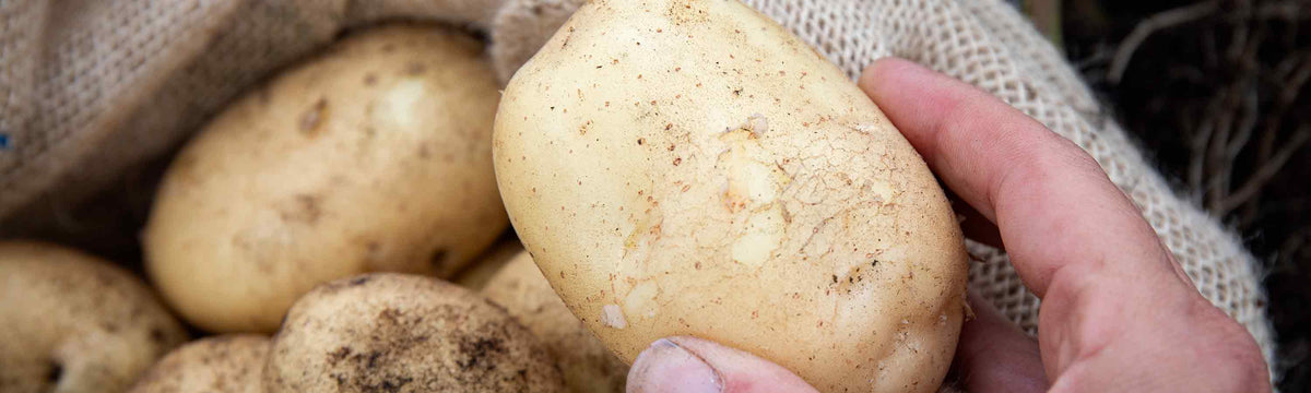 All Rounder Potato | Potato Seeds | Buy Online Potato Seeds | Marshalls ...