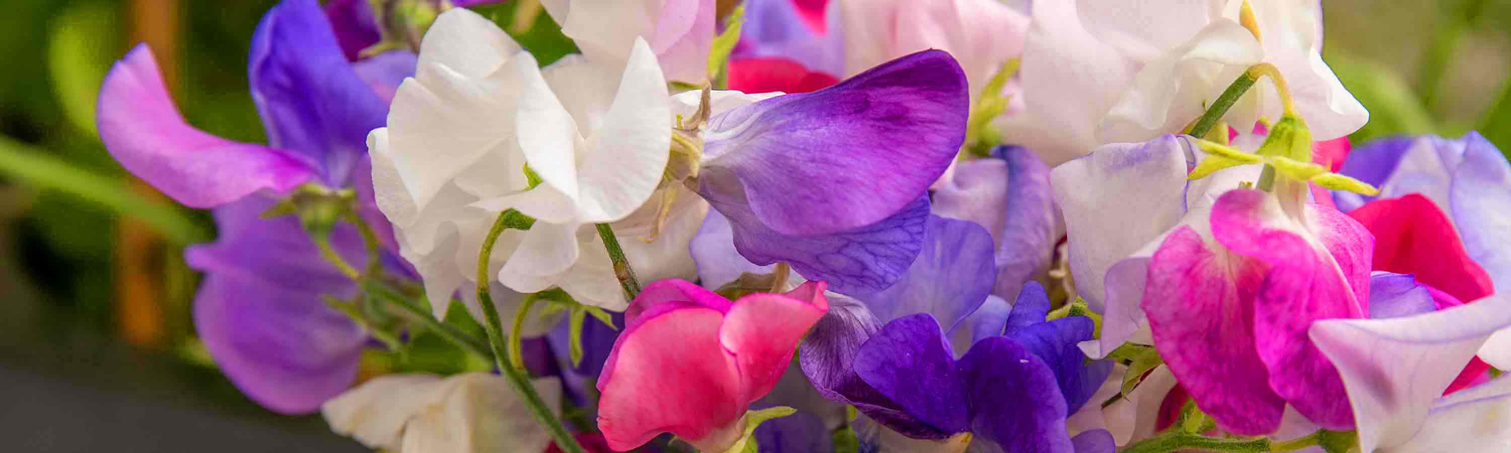 Sweet Pea Plants | Buy Sweet Pea Plants Online | Sweet Pea Plants for ...