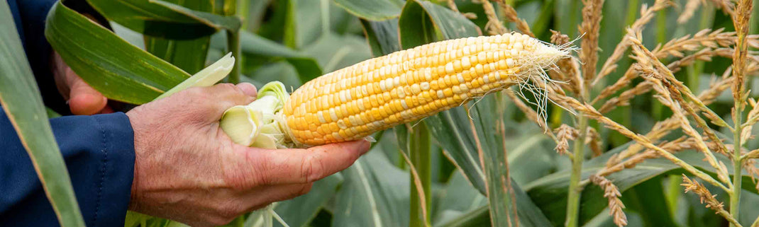 Buy Sweetcorn Plants Online | Sweetcorn Plants For Sale | Marshalls Garden