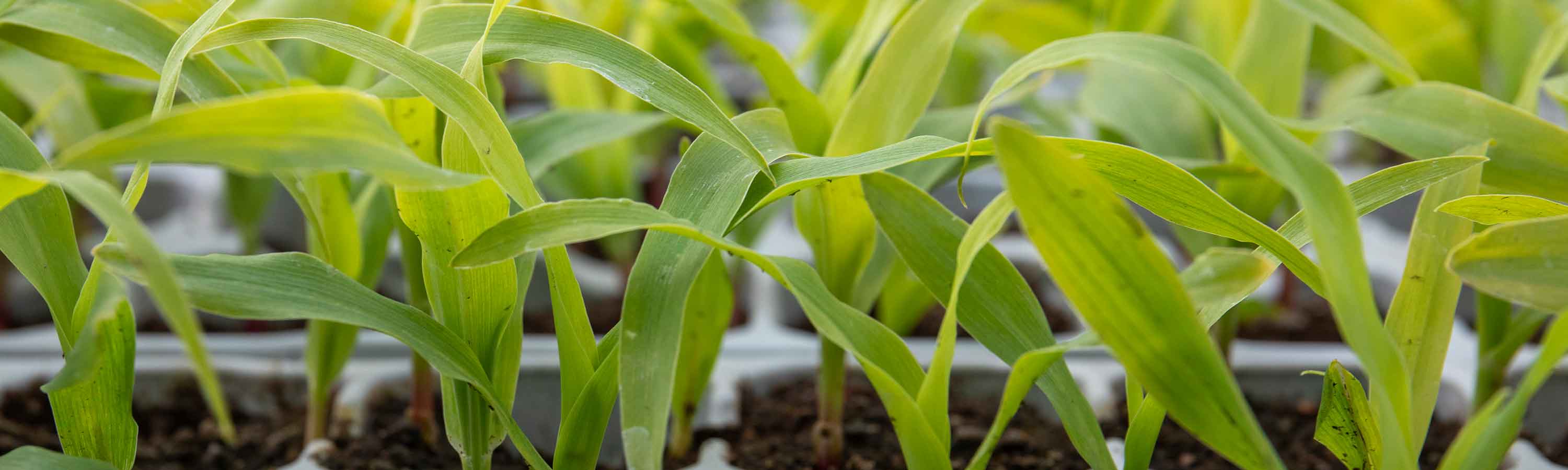 Buy Sweetcorn Seeds Online | Sweetcorn Seeds For Sale | Marshalls Garden