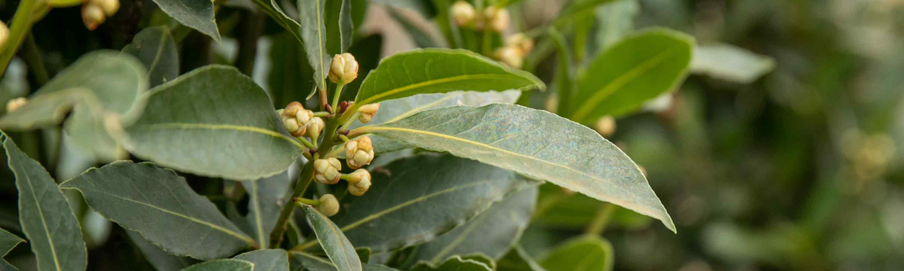 Bay Trees | Buy Bay Trees Online | Bay Trees For Sale | Marshalls Garden