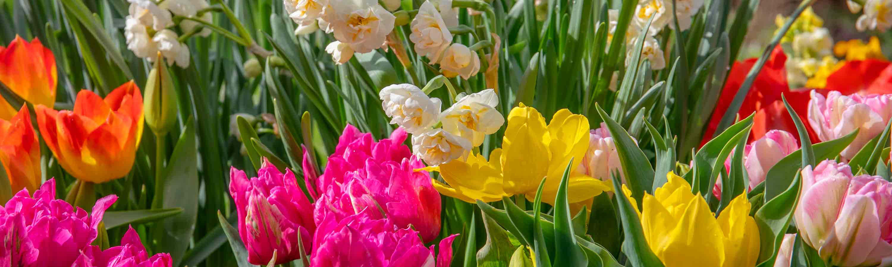 Spring Flowering Bulbs | Buy Spring Flowering Bulbs Online | Marshalls ...