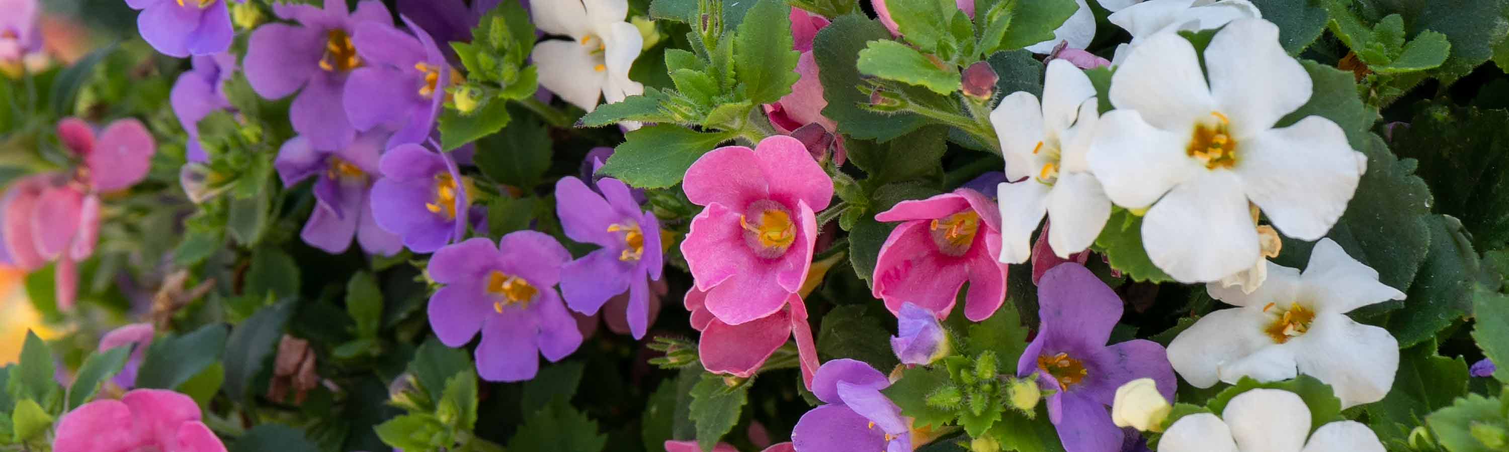Annual & Biennial Plants | Buy Annual Plants | Biennial Plants For Sale ...