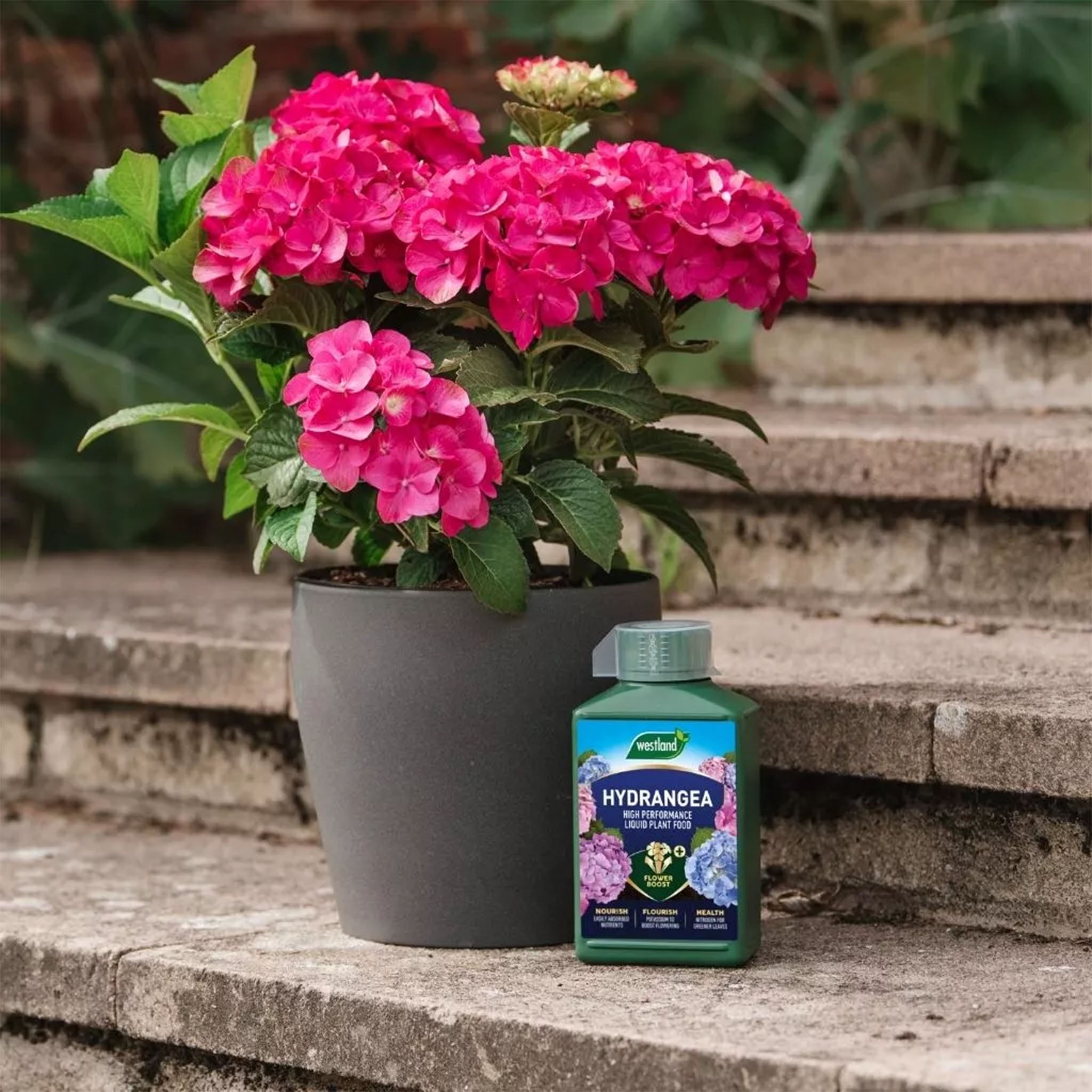 Westland Specialist Hydrangea Liquid Feed | Marshalls Garden