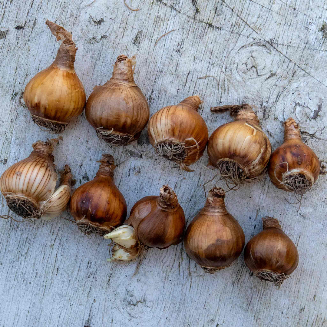 Tulip 'Siesta' - 10 Bulbs | Buy Tulip Bulbs Online | Tulip Bulbs for ...