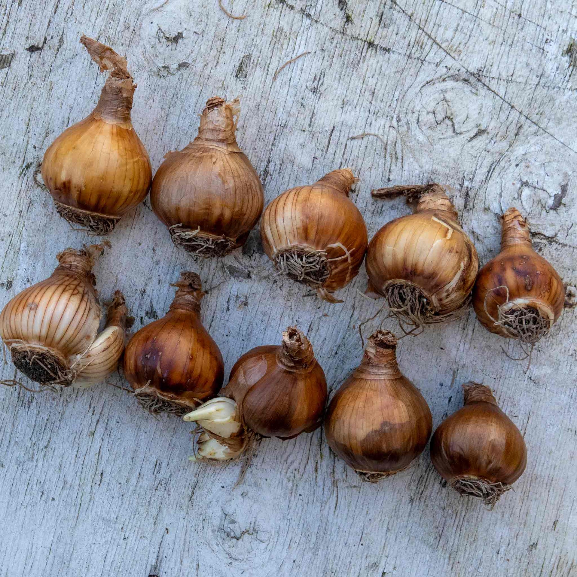 Tulip 'Siesta' - 10 Bulbs | Buy Tulip Bulbs Online | Tulip Bulbs for ...
