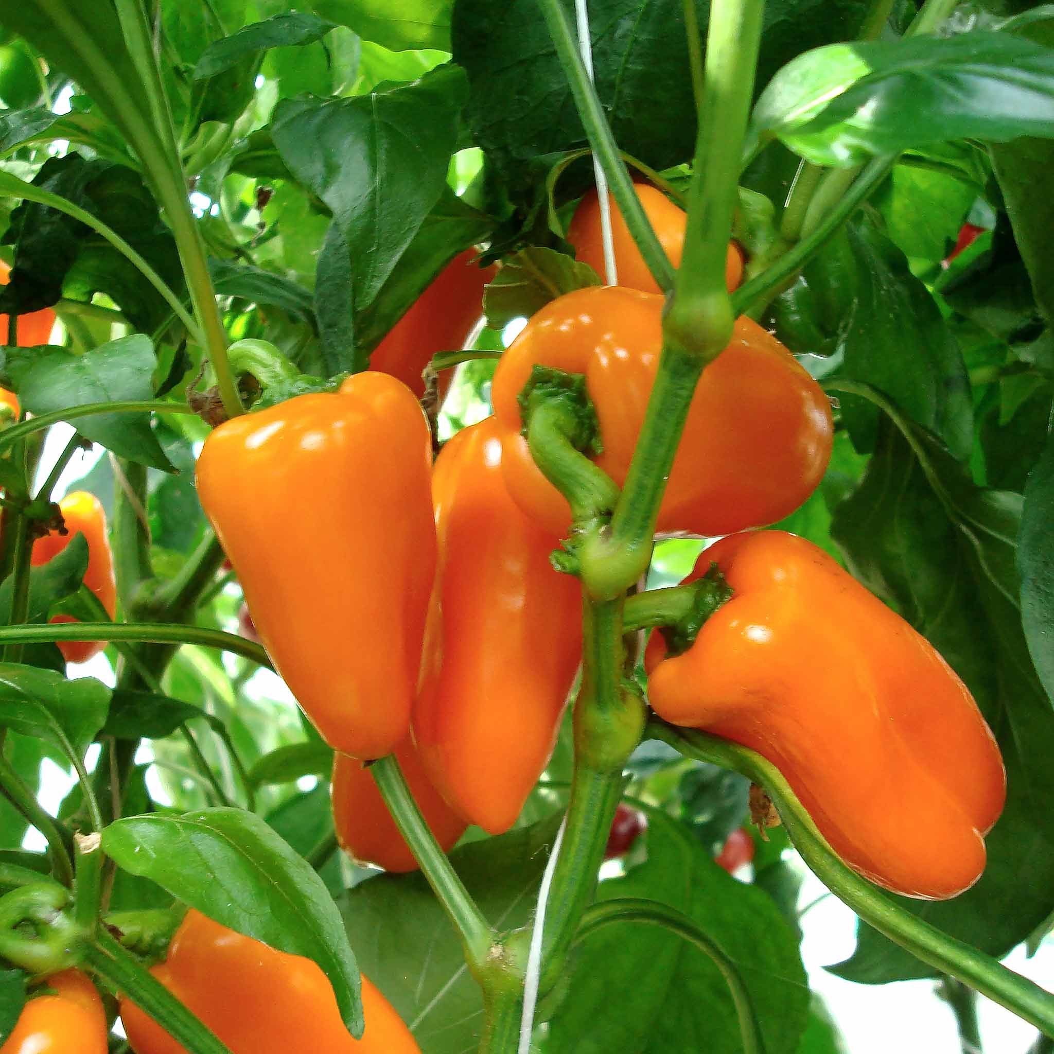 Sweet Pepper Plant 'Snackbite Orange' | Marshalls Garden
