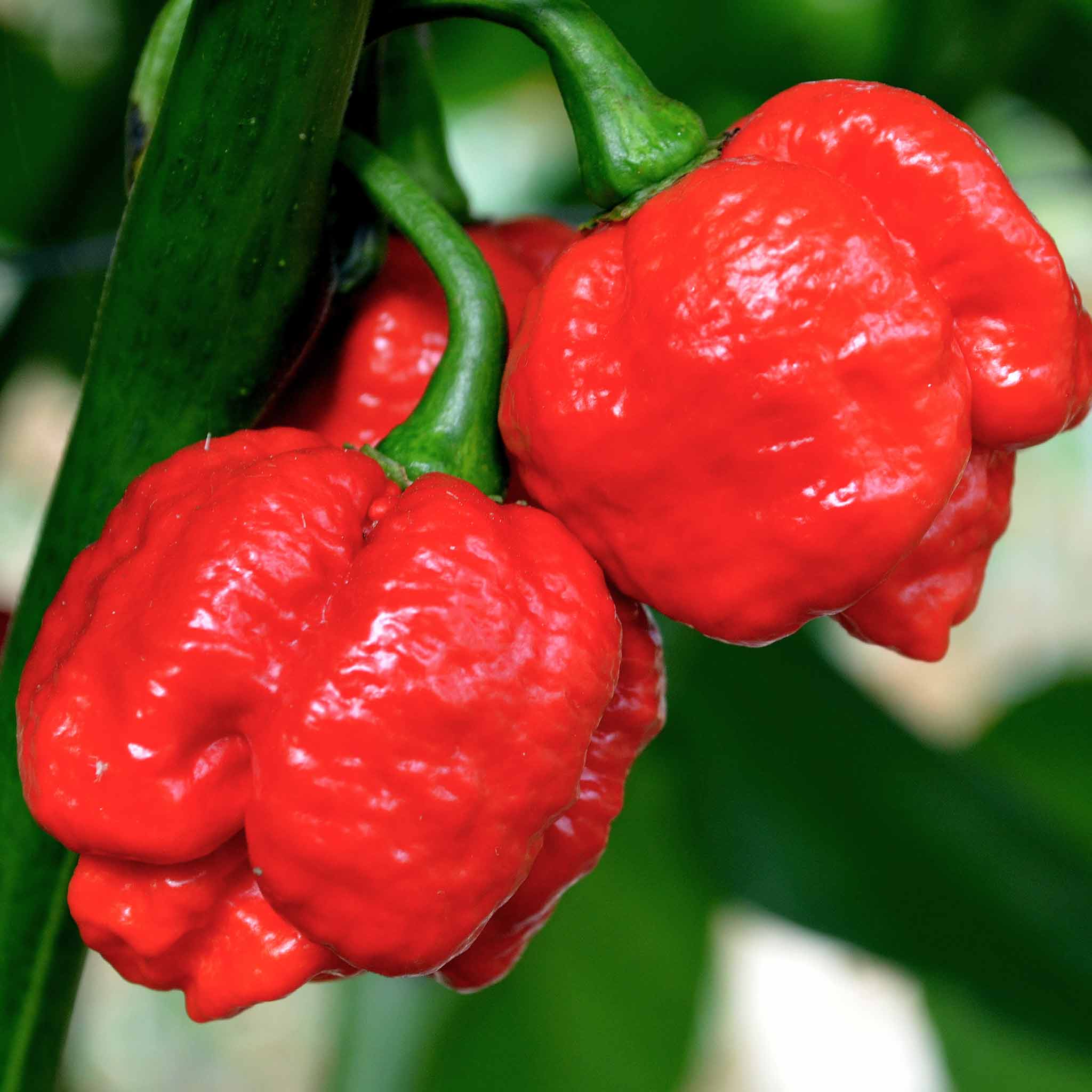 Chilli Plant 'Maruga Red' | Marshalls Garden