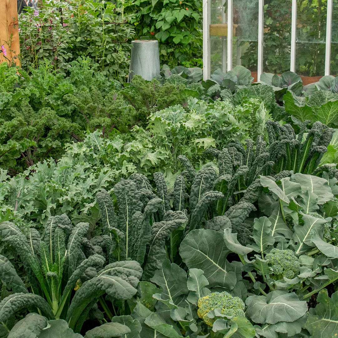 Autumn & Winter Cropping Brassica Collection - 24 Super Seedlings | Buy ...