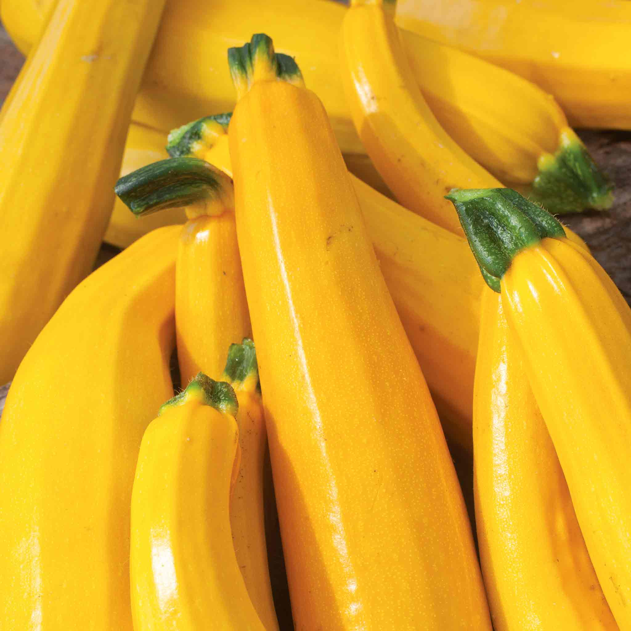 Courgette Plant 'Lemona' | Marshalls Garden