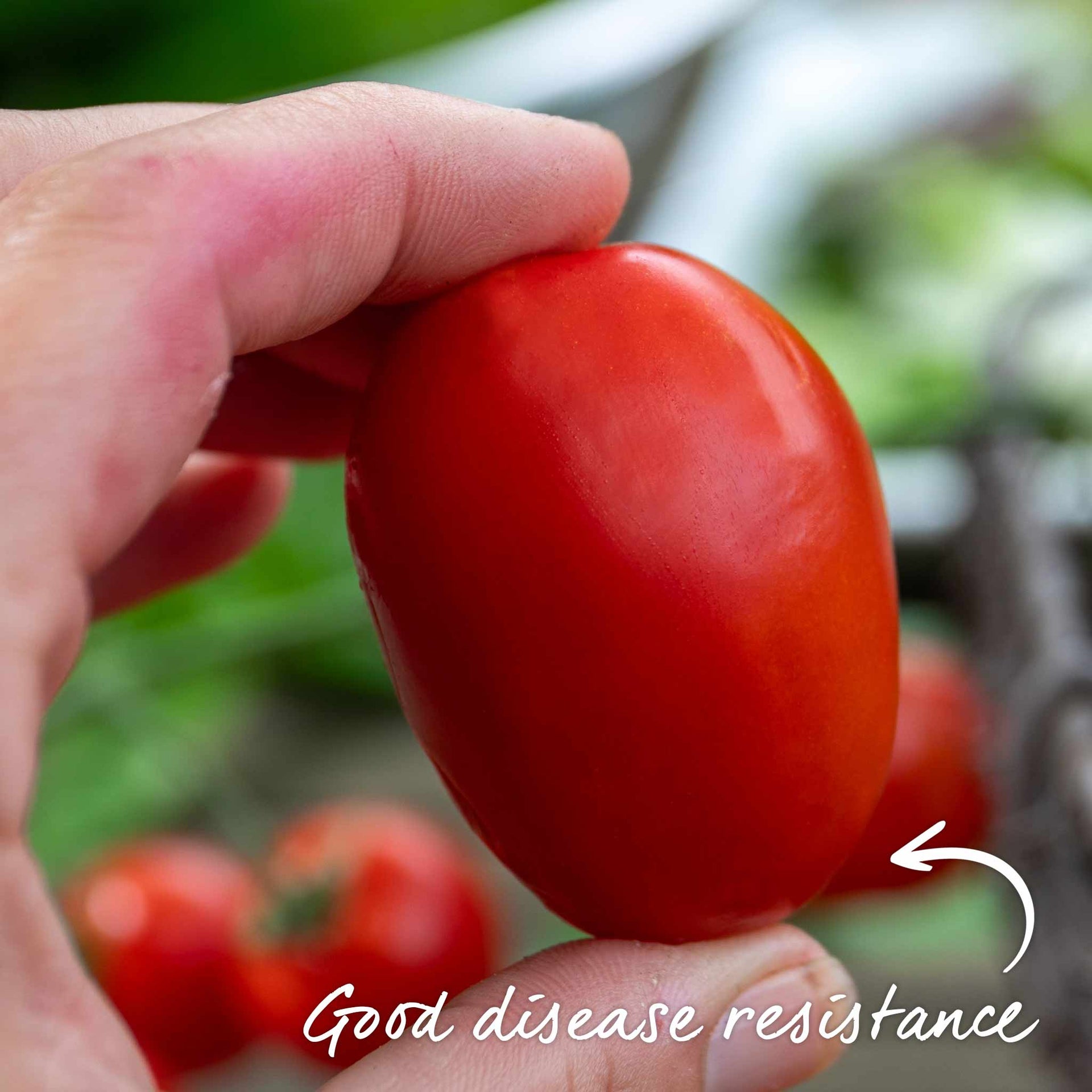 Tomato Seeds Bush 'Montello' F1 | Buy Tomato Seeds Online | Tomato ...