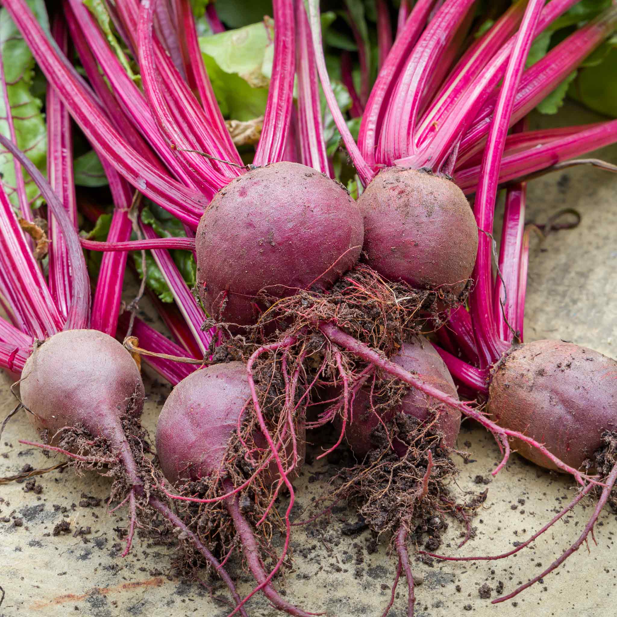 Beetroot Plant 'Boltardy' | Marshalls Garden
