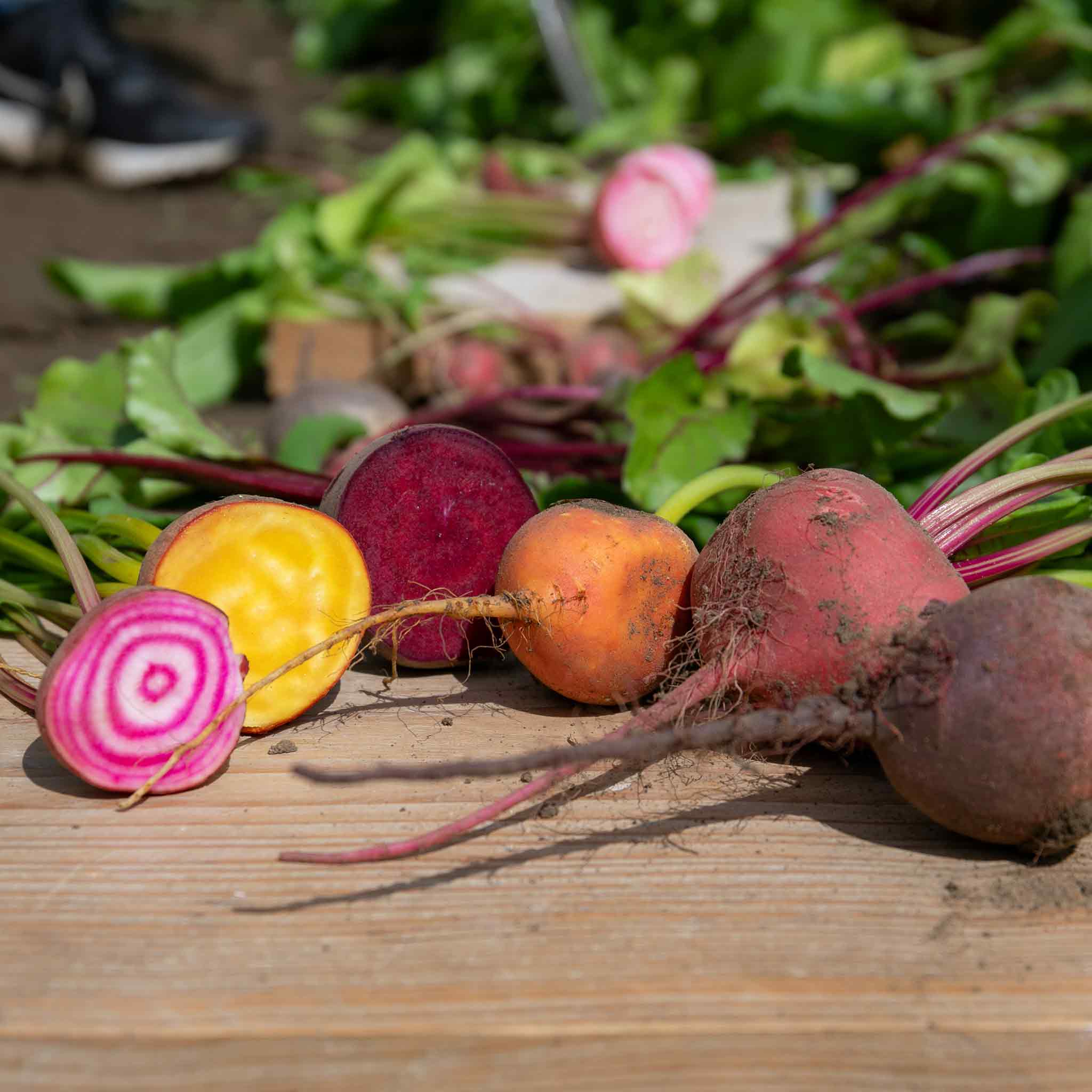 Beetroot Plant 'Quattro Gourmet Mix' | Marshalls Garden