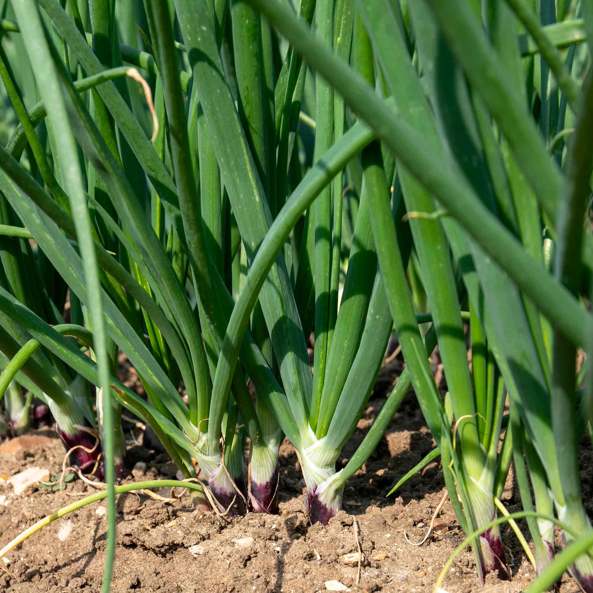 Spring Red Onion Seeds 'Lilia' | Marshalls Garden