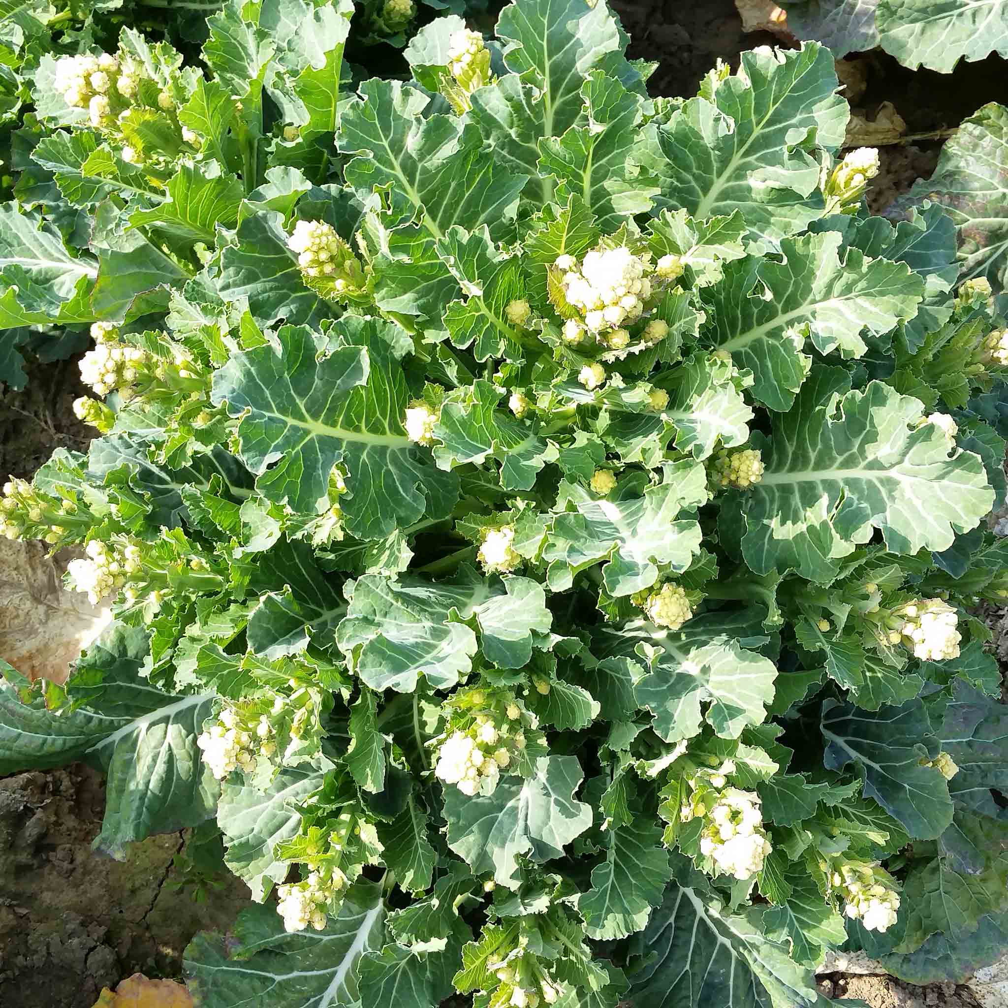 Broccoli Plant 'White Sprouting Burbank' | Marshalls Garden
