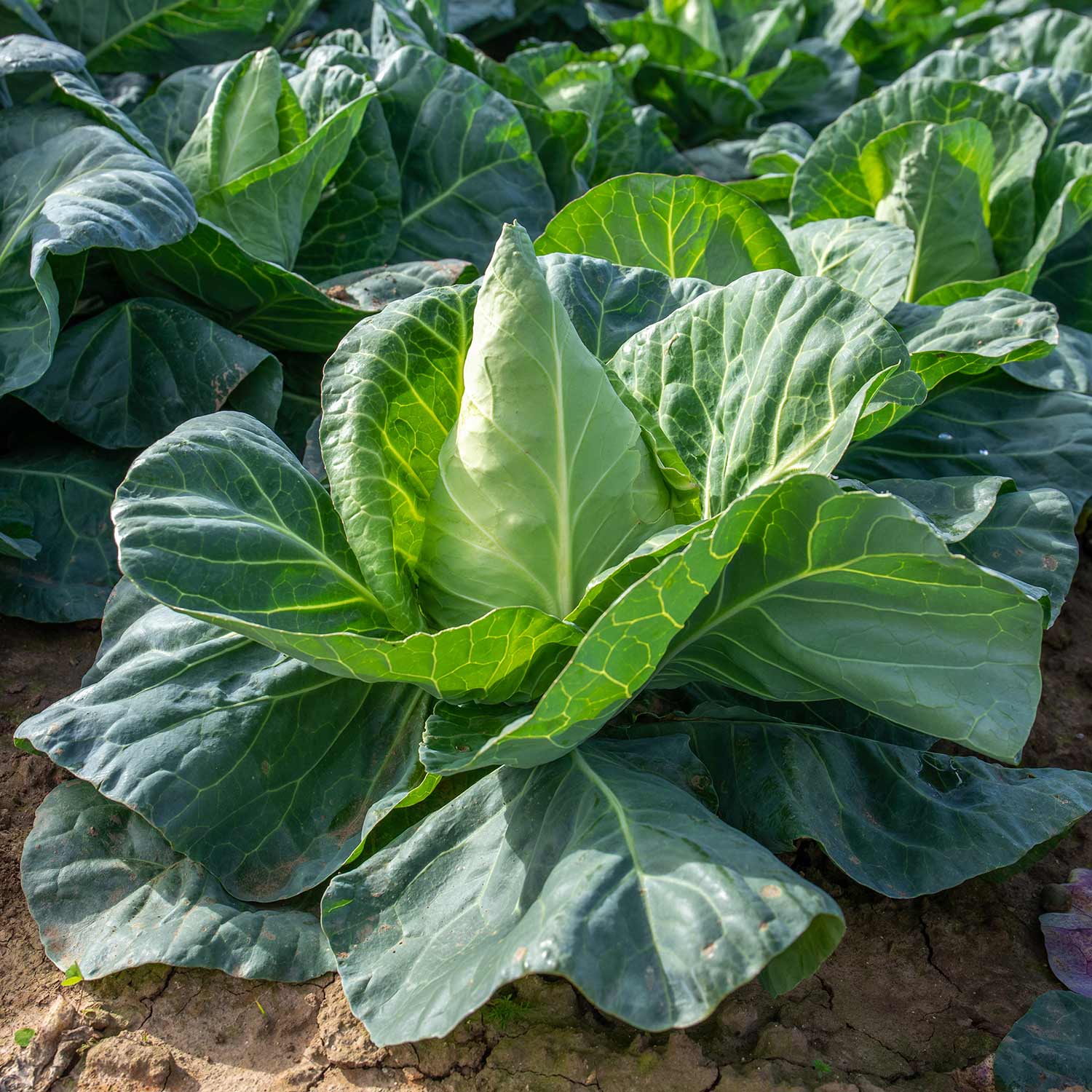 Cabbage Seeds 'Regency' F1 | Marshalls Garden