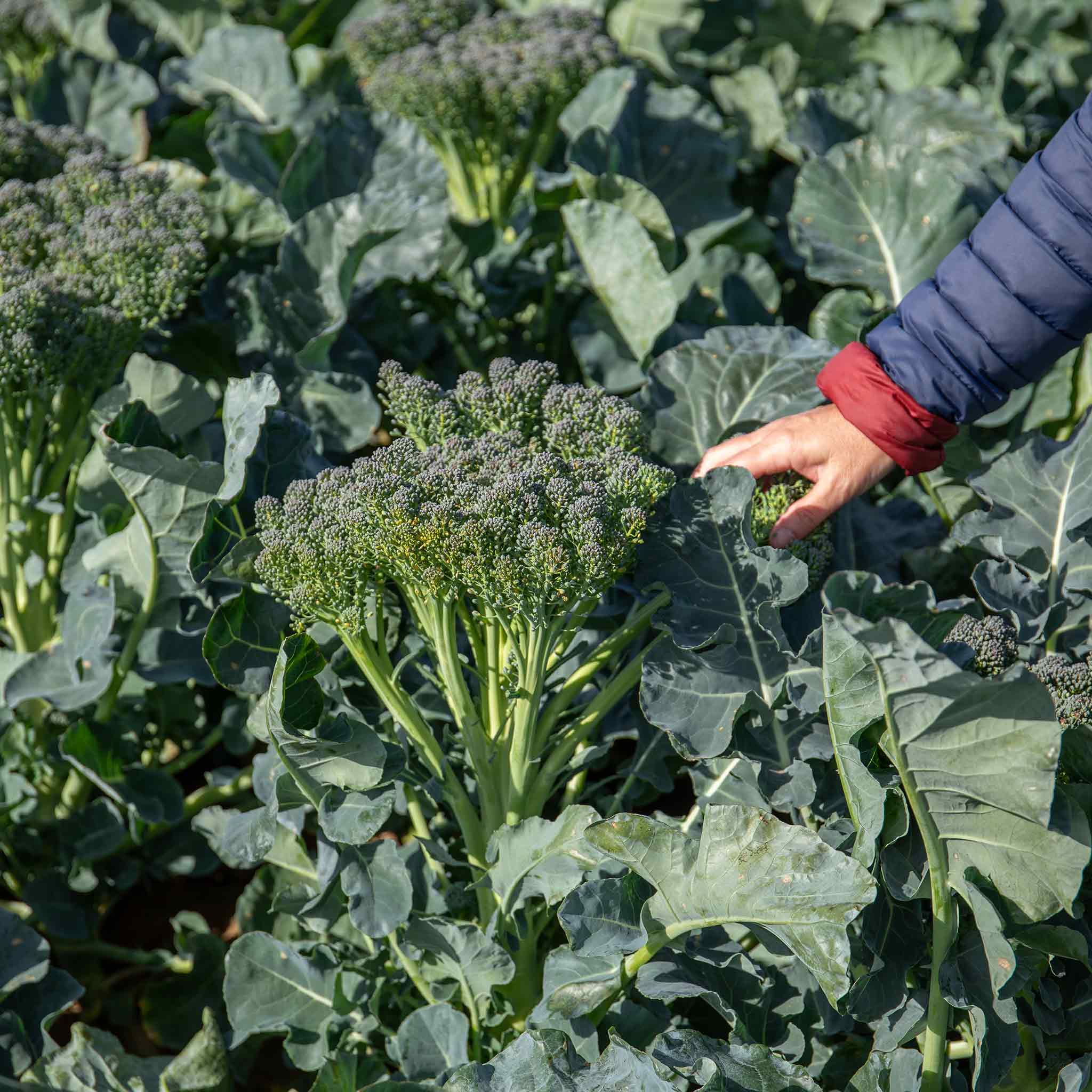 Broccoli Seeds 'Spring Rapini' | Marshalls Garden