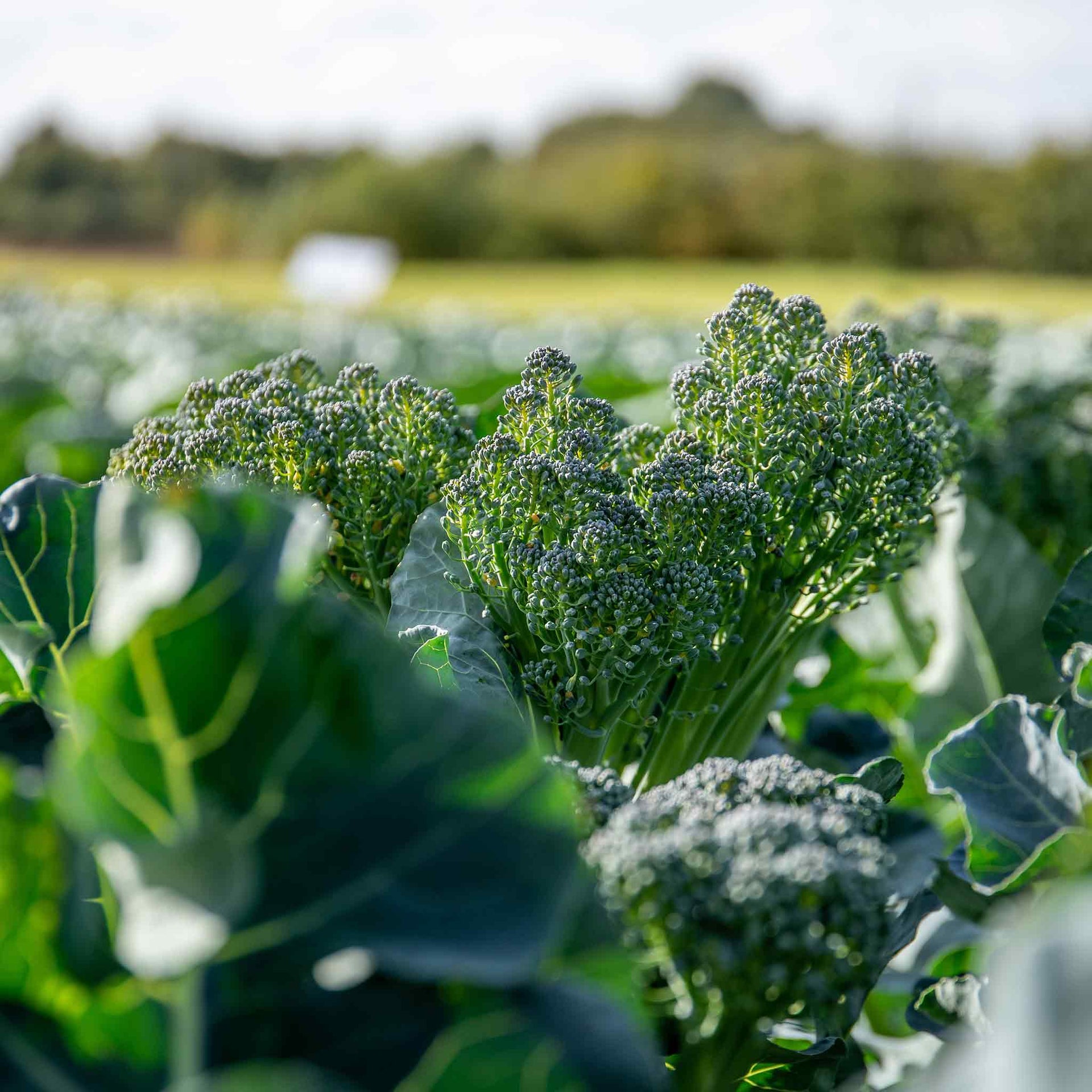 Broccoli Seeds 'Spring Rapini' | Buy Broccoli Seeds Online | Broccoli ...