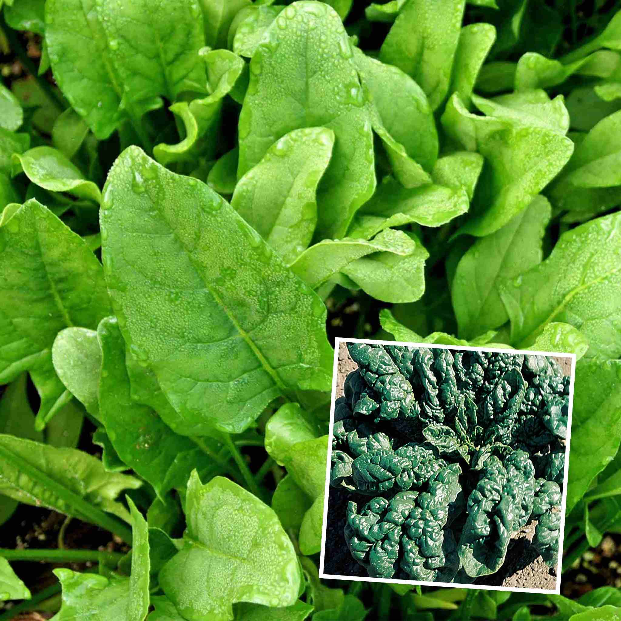 Spinach Seeds 'Perpetual' and 'America' Duo Pack | Buy Spinach Seeds ...