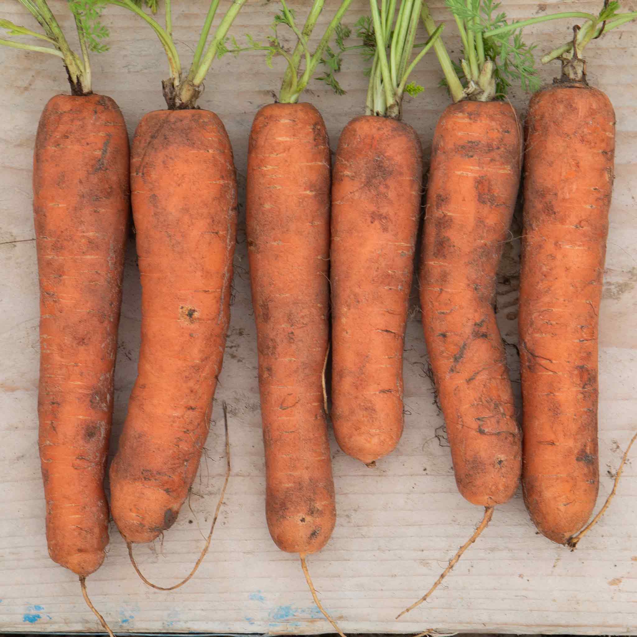 Carrot Seeds 'Marion F1' | Buy Carrot Seeds Online | Carrot Seeds for ...