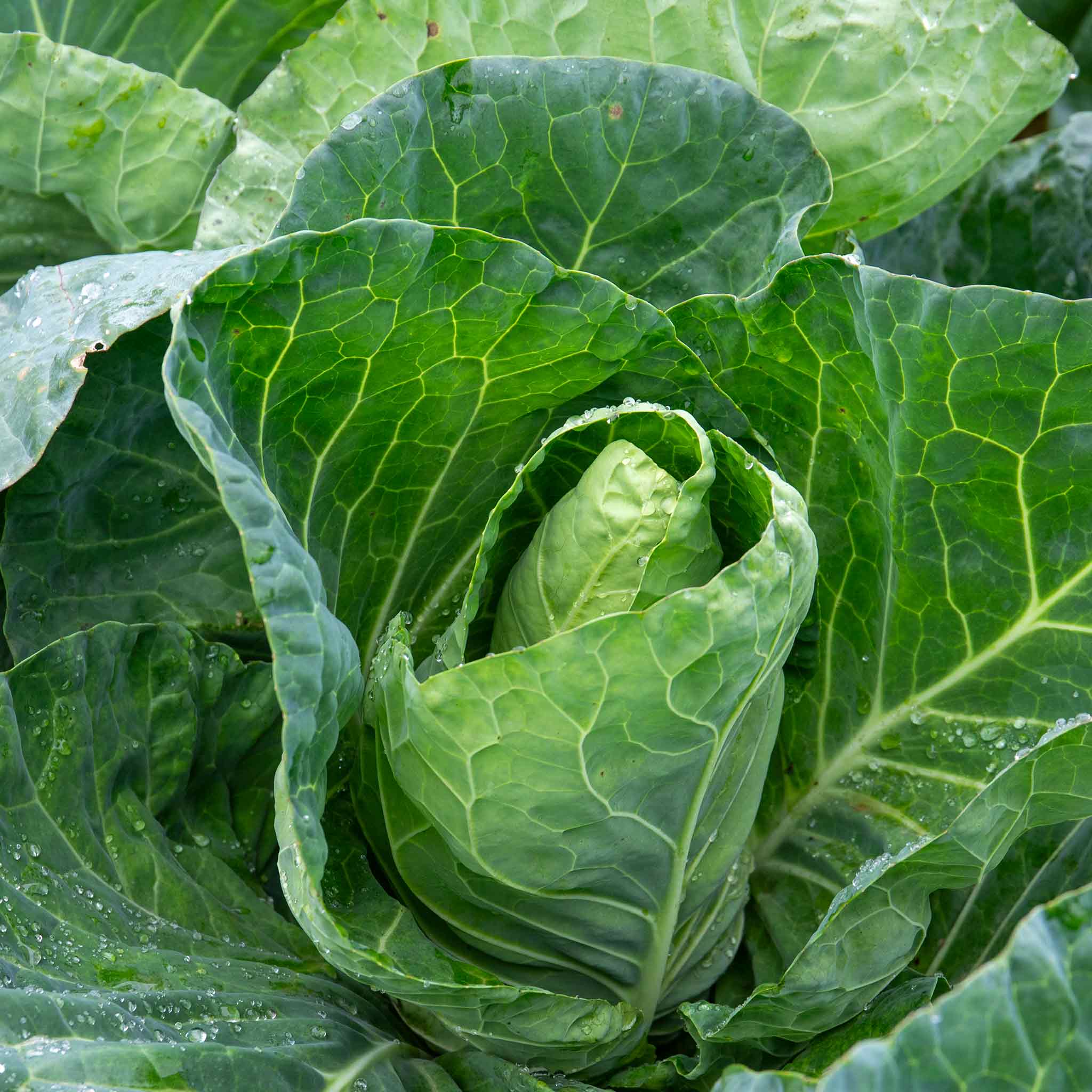 Cabbage Seeds Spring 'Winter Jewel' | Marshalls Garden