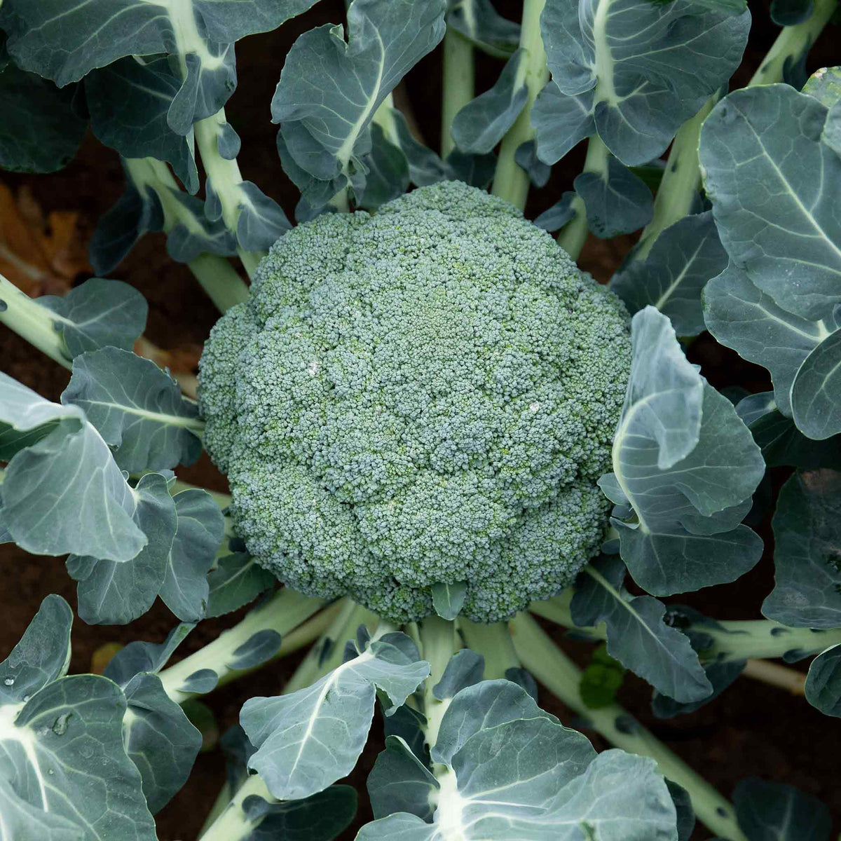 Broccoli Seeds 'Marathon' F1 | Buy Broccoli Seeds Online | Broccoli ...